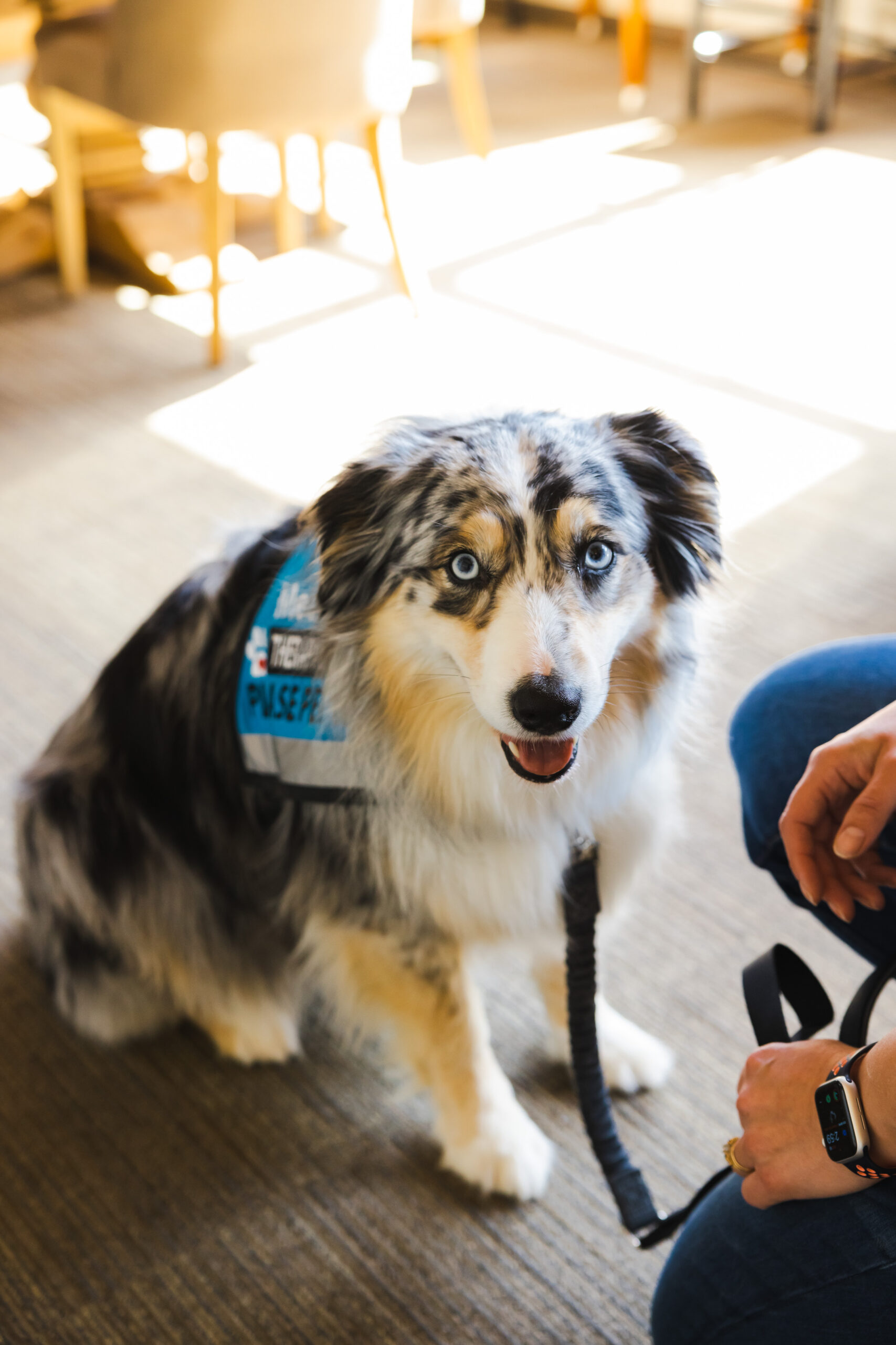 Dempsey Dogs | Cancer Care & Support | The Dempsey Center